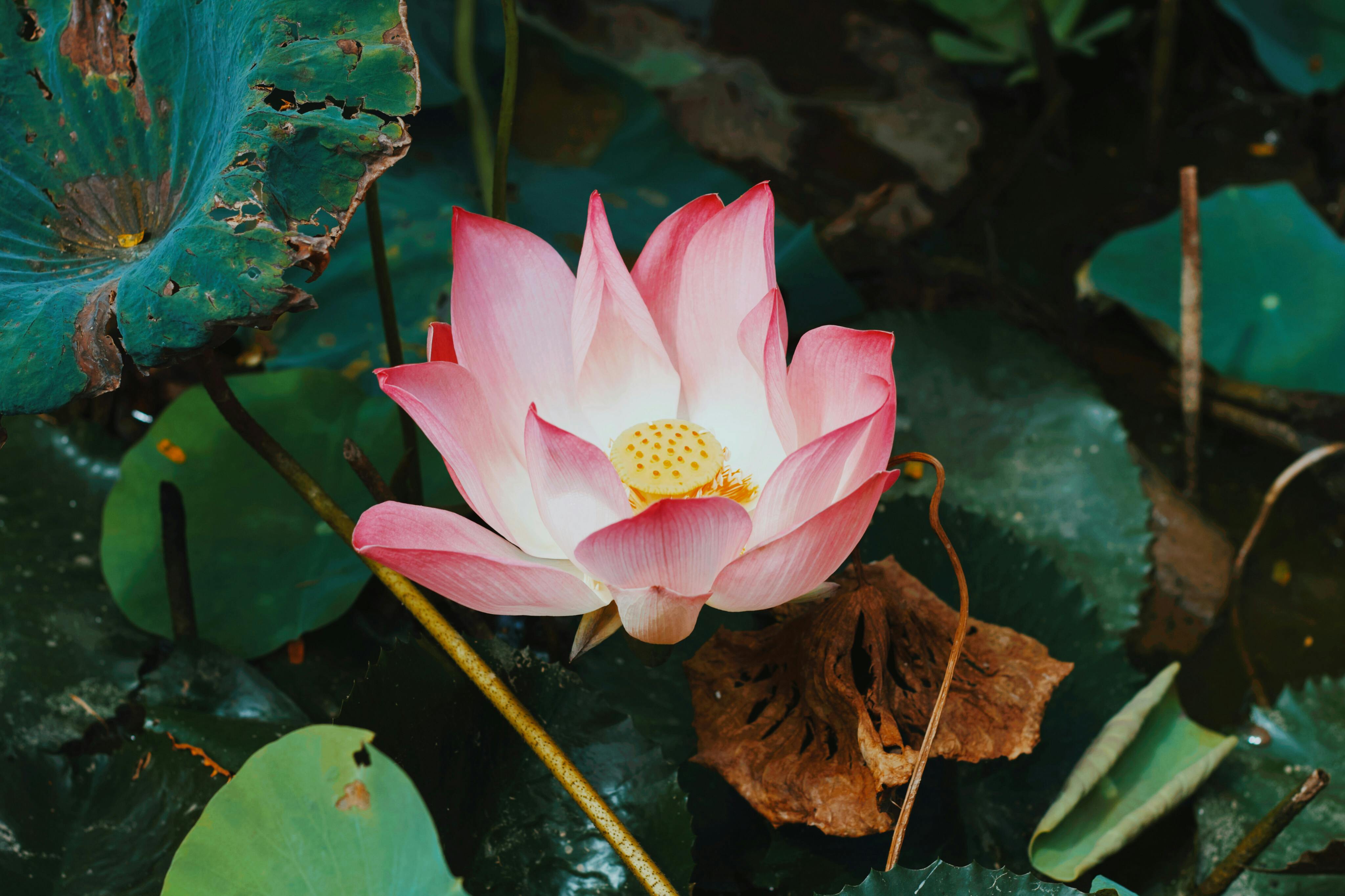 Timeless Echoes – A Fragrance Story